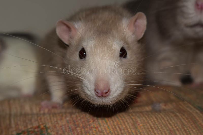 Close up stock photo. Image of rats, close, face, animal - 114079732