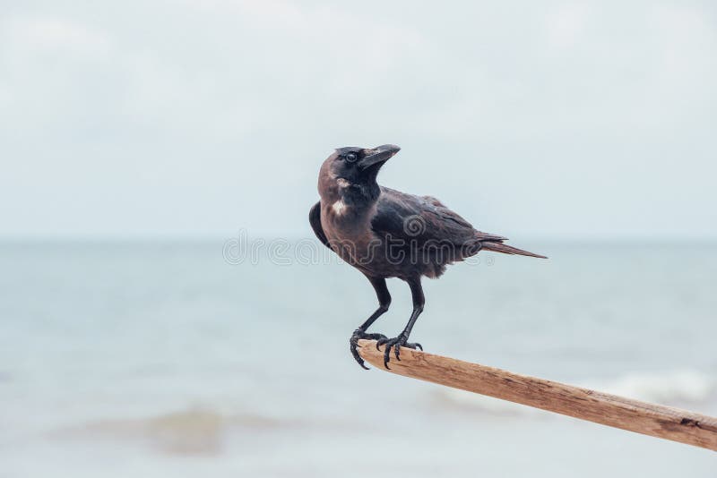 Close up of raven on beach stock image. Image of nature - 145487005