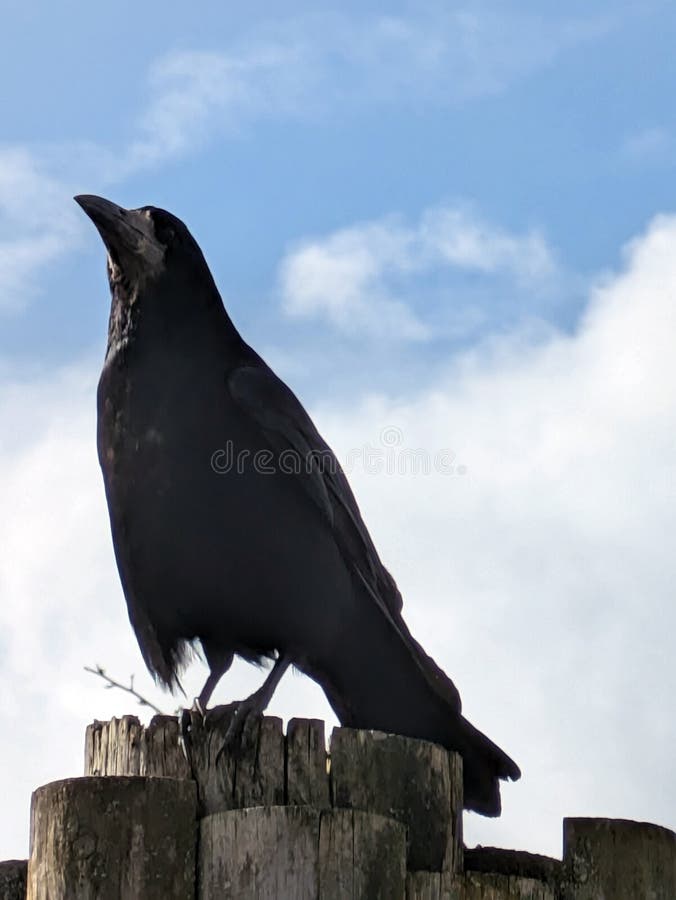 Close Up of a Raven Bird Sitting on a Pole Stock Photo - Image of black ...
