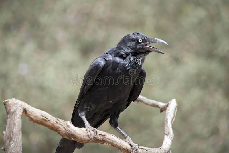 This is a Close Up of a Raven Stock Photo - Image of raven, bird: 245391744