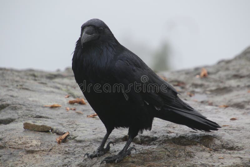 A Close Up of a Raven Facing the Camera Stock Image - Image of animal ...