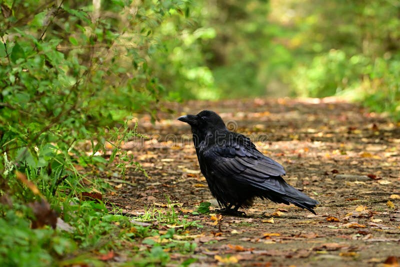 Close Up of a Raven on a Foot Path Stock Image - Image of forest, park ...