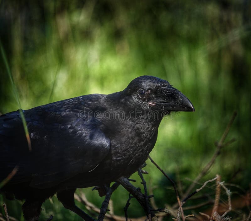 Raven Perching on the Street Electric Pole Cable. Stock Photo - Image ...