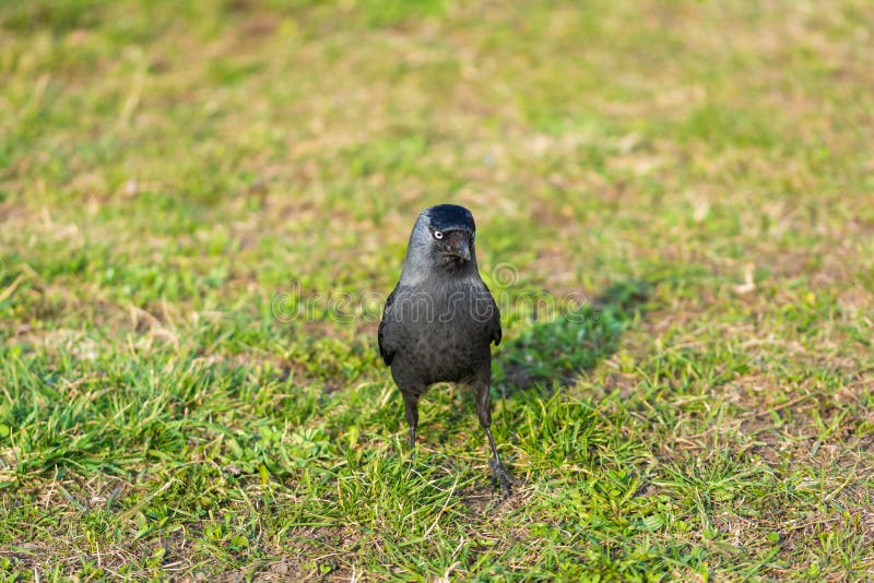 Raven walking stock photo. Image of winged, raven, black - 4888