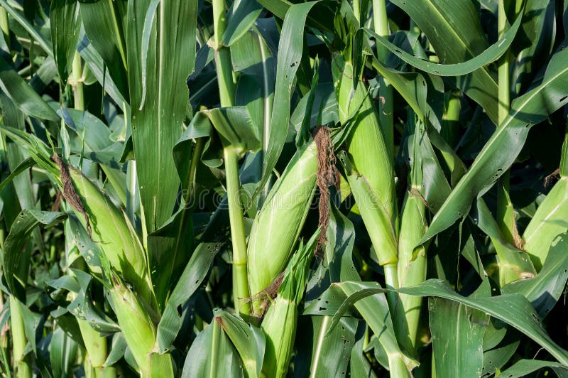 Close Up Raw Corn Field Ready To Harvest Stock Photo - Image of season ...