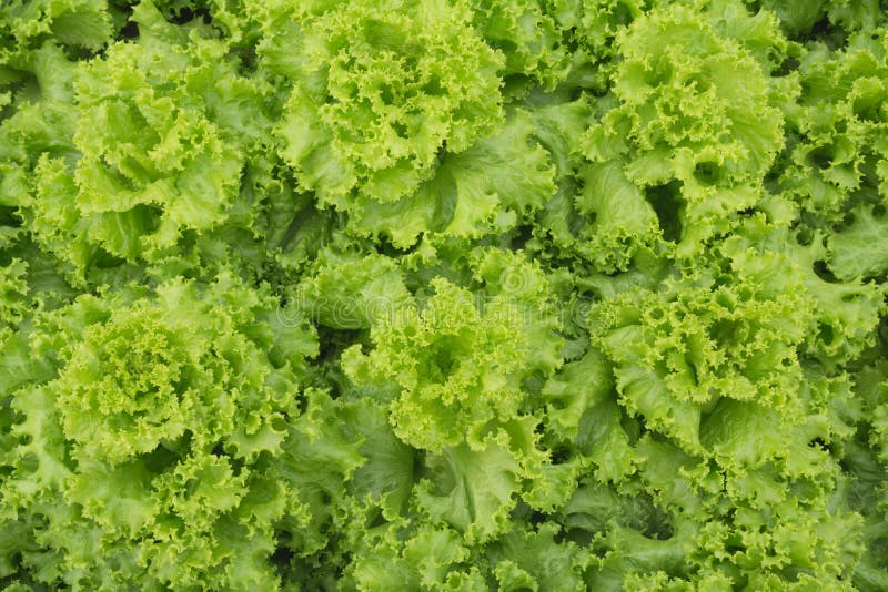 Close Up Of Raw Fresh Green Vegetable Texture And Background Stock ...