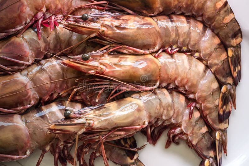 Close Up Raw Fresh Tiger Prawn on White Background Stock Image - Image ...