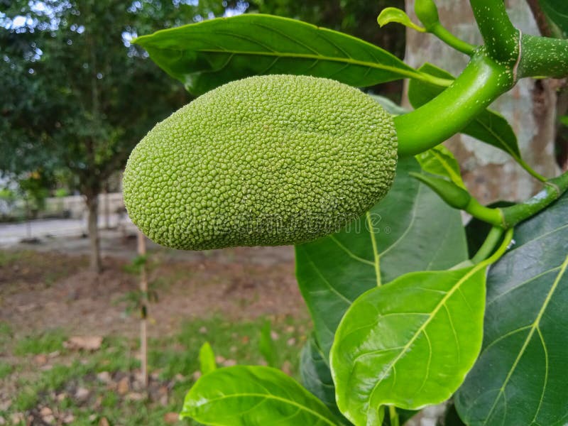 Raw Jackfruit with Green Leaves in Garden Stock Image - Image of nature ...