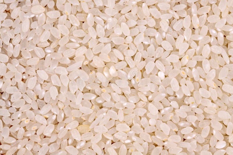 Raw Japanese Short Grain Rice Stock Image - Image of seed, white: 250991875