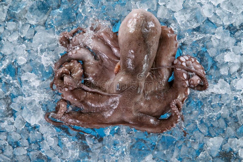 Close up of Octopus stock photo. Image of alien, design - 3579720