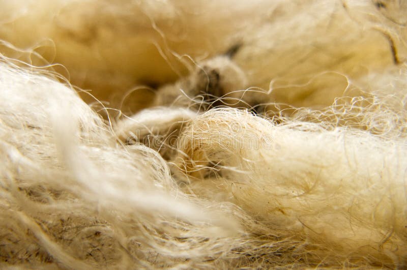 Close-up of Raw Sheep S Wool Stock Image - Image of short, closeup ...