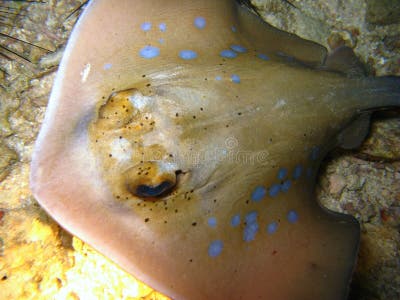 Camouflaged Ray Fish Stock Photos - Free & Royalty-Free Stock Photos ...