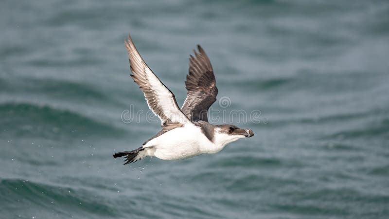 Close Up of a Razorbill Bird Flying Over the Ocean Stock Image - Image ...