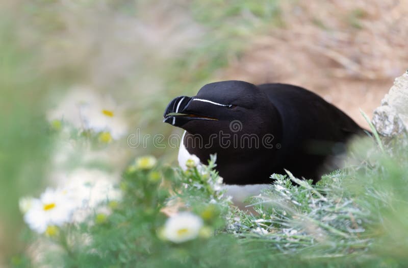 Close Up of a Razorbill Nesting on a Cliff Stock Image - Image of ...