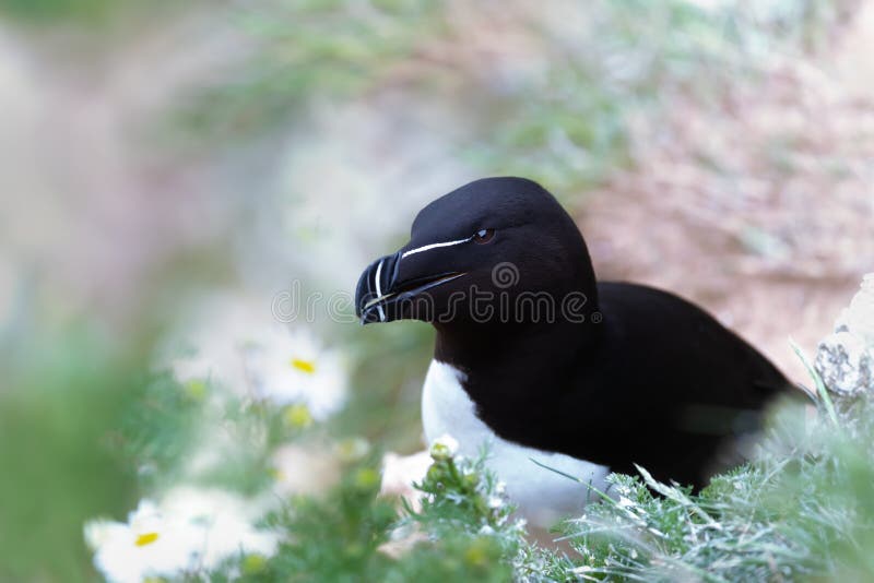 Close Up of a Razorbill Nesting on a Cliff Stock Photo - Image of ...