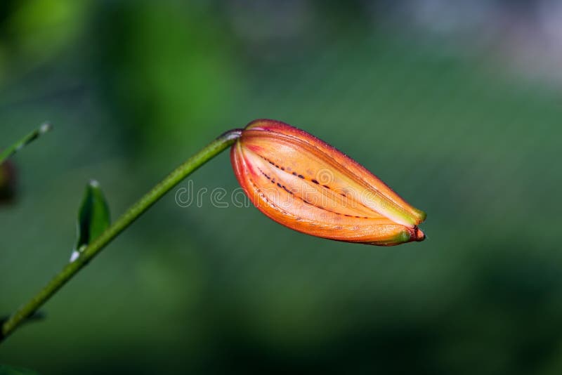 Close Up of a Ready To Open Tiger Lily Bloom Stock Photo - Image of ...
