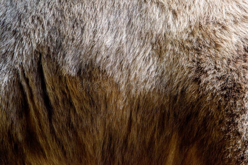 Close-up of Textured Pelt from a Brown Horse Stock Photo - Image of ...