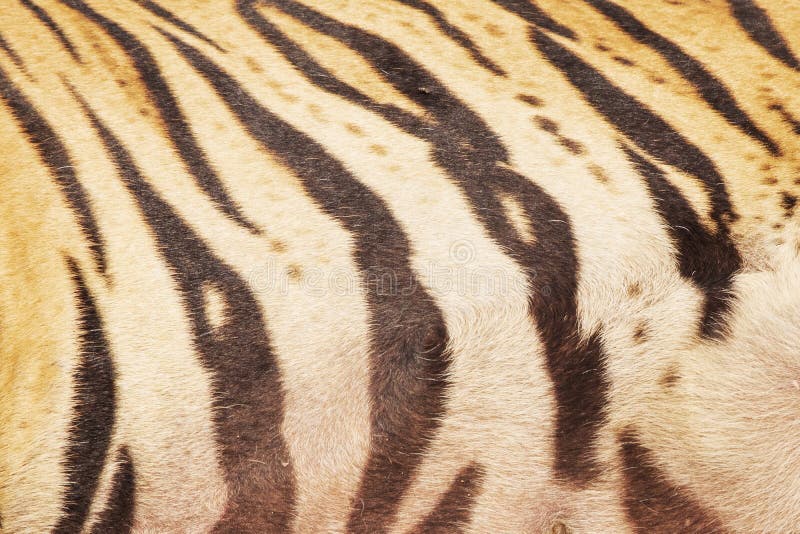 Close-Up, Real Skin Texture of Tiger Stock Image - Image of tiger ...