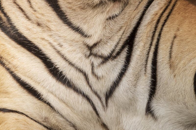 Close-Up, Real Skin Texture of Tiger Stock Image - Image of real ...
