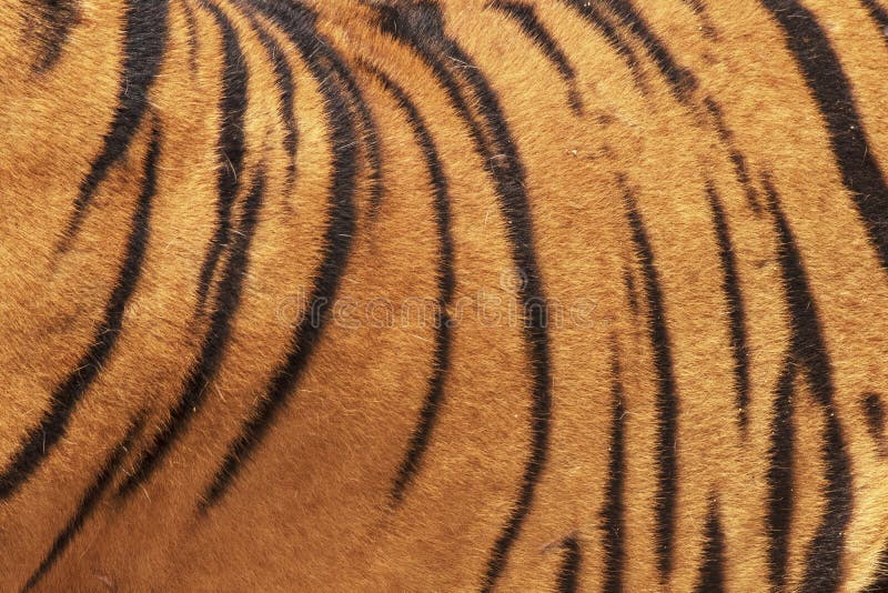 Close-Up, Real Skin Texture of Tiger Stock Photo - Image of wallpaper ...