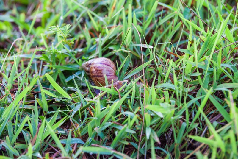 Close up of real snail stock photo. Image of grass, dine - 94589636