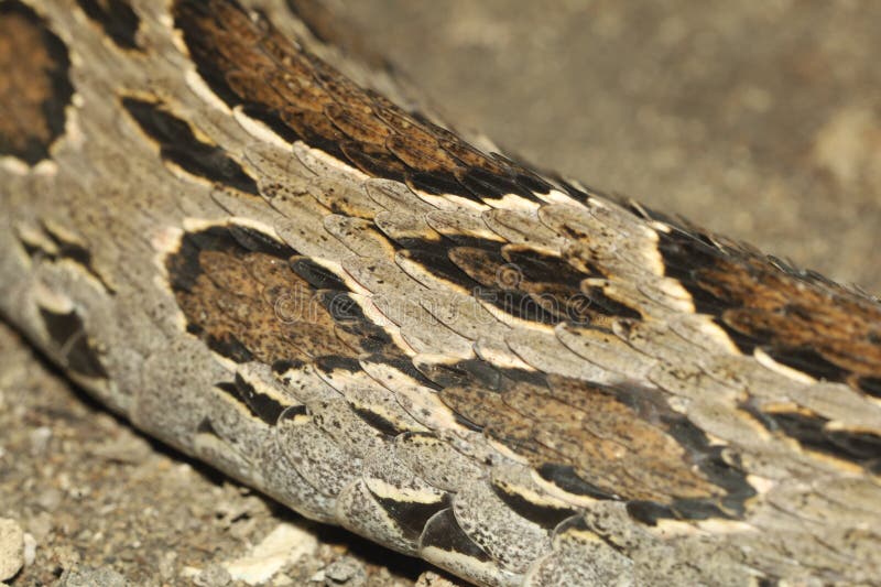Close Up Real Viper Snake Skin for Animal Pattern Stock Image - Image ...