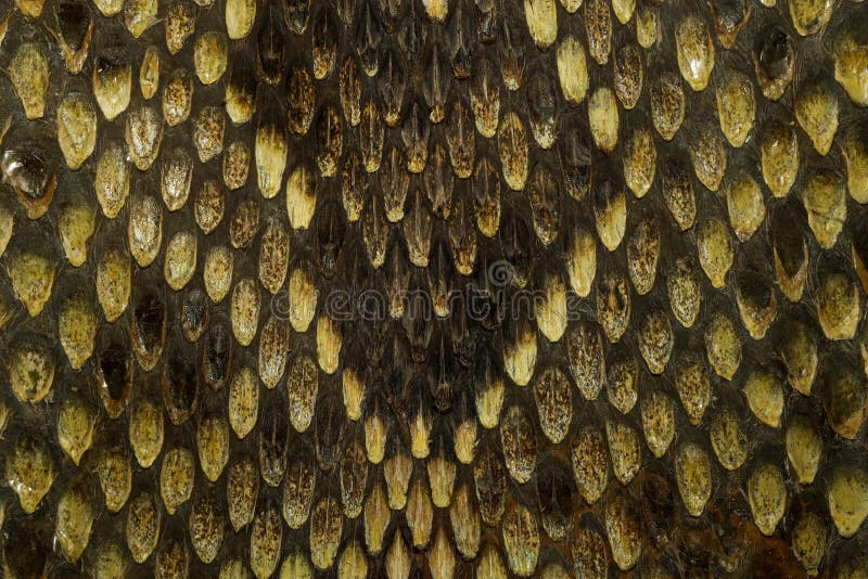 Close Up Real Viper Snake Skin for Animal Pattern Stock Photo - Image ...