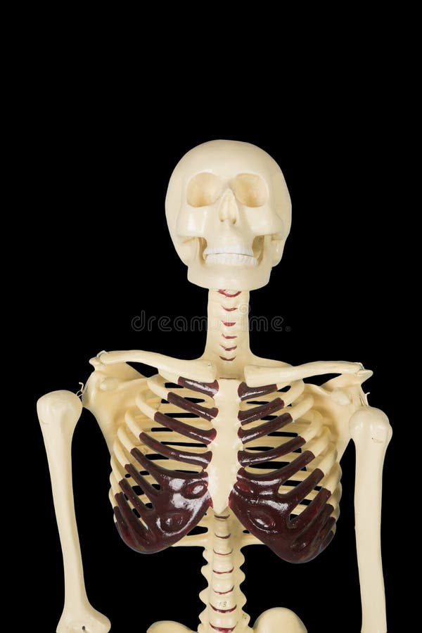 Realistic Skull Structure with Dark Background Stock Photo - Image of ...