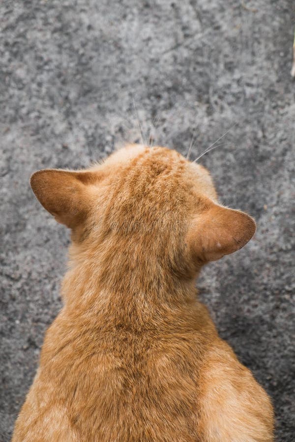 Close-up Rear View of Orange Cat Stock Photo - Image of background ...
