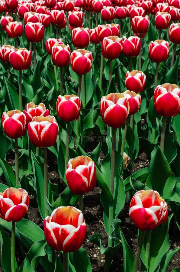 Rows of red tulips stock image. Image of spring, field - 91589957