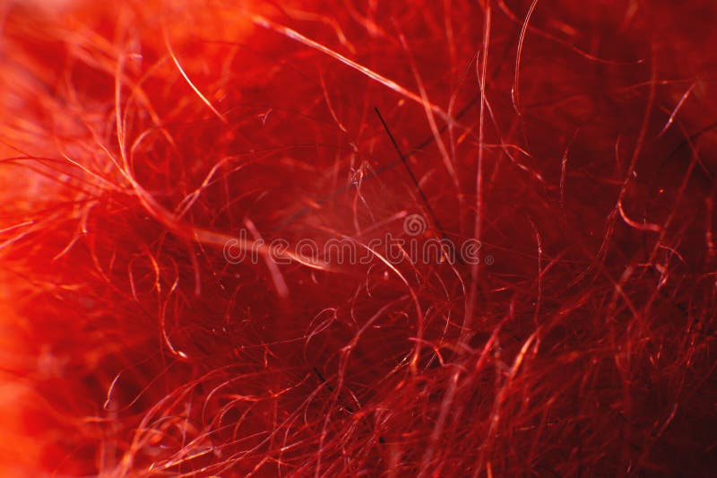Close-up of Red Acrylic Wool Fiber Yarn Stock Photo - Image of uneven ...
