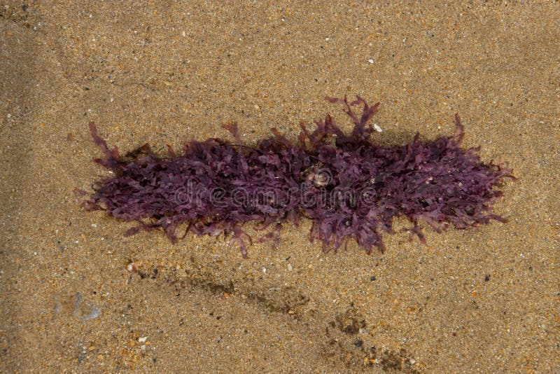 Close Up of Red Algae Lying in the Sand at the Beach Stock Image ...