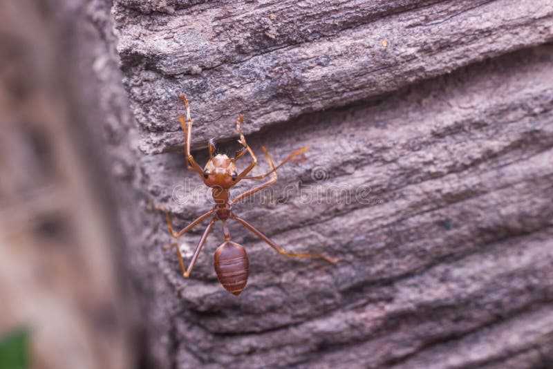 Close up red ant stock image. Image of circle, tropical - 112122483