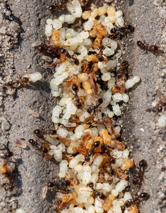 Close Up of Red Ant Eggs. Macro Stock Photo - Image of nature, yellow ...