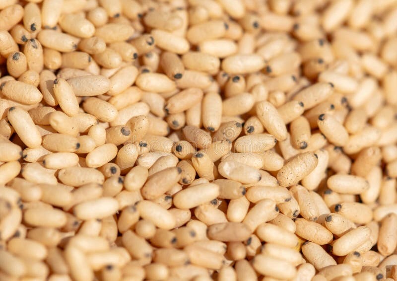 Close Up of Red Ant Eggs. Macro Stock Photo - Image of macro, ants ...