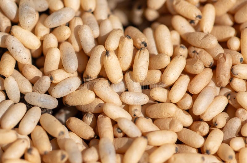 Close Up of Red Ant Eggs. Macro Stock Image - Image of asian, asia ...