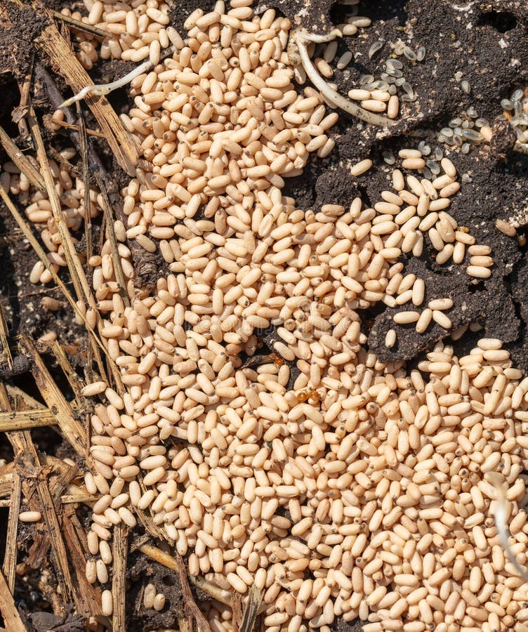 Close Up of Red Ant Eggs. Macro Stock Photo - Image of yellow, nature ...