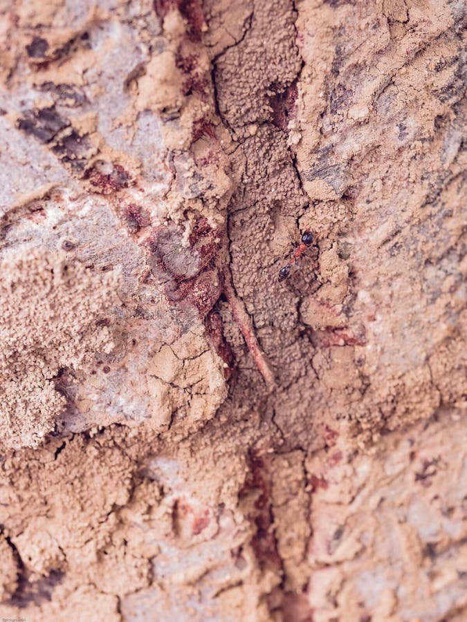 Close Up Red Ant Fire Ant on Surface of Tree from Tropical Cou Stock ...