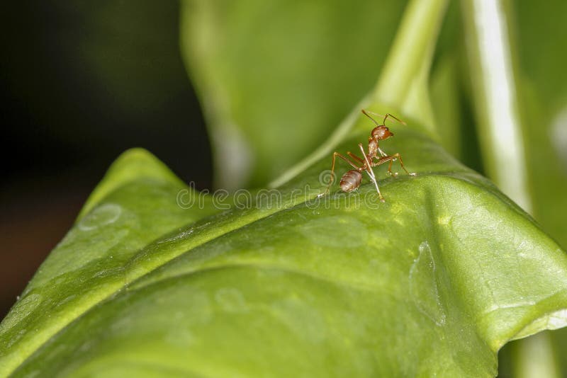 Close Up Red Ant on Fresh Leaf in Nature Stock Image - Image of worker ...