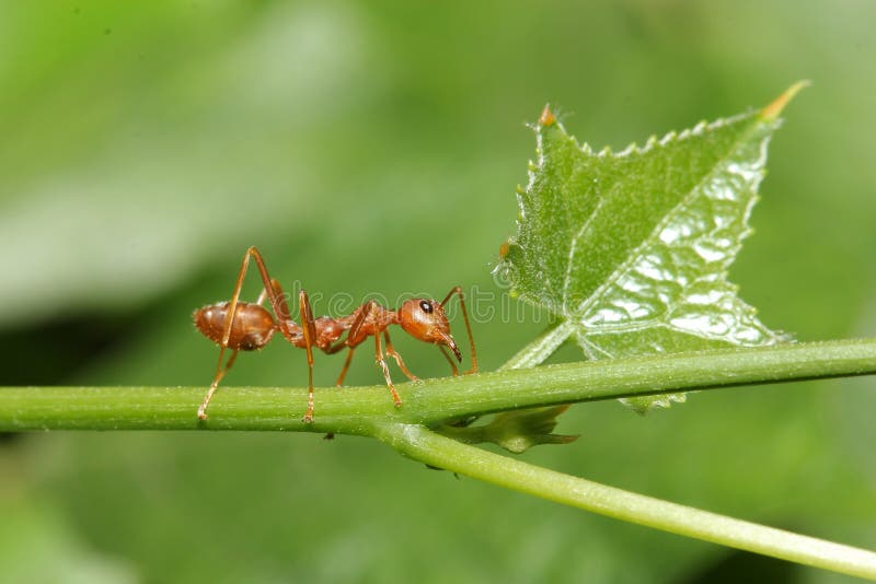 Close Up Red Ant on Green Laef in Nature Stock Photo - Image of ...