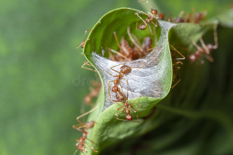 Close Up Red Ant Guard for Red Ant Nest in Green Leaf Stock Image ...