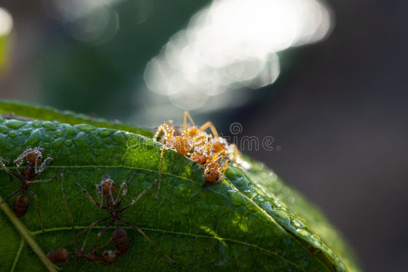 Close-up Red Ant on Leaves and Dew Stock Image - Image of forest ...