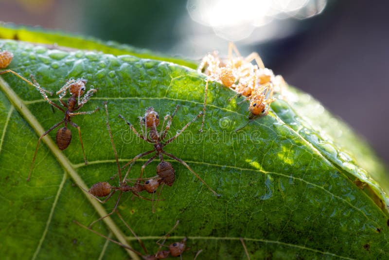 Close-up Red Ant on Leaves and Dew Stock Image - Image of rain, life ...
