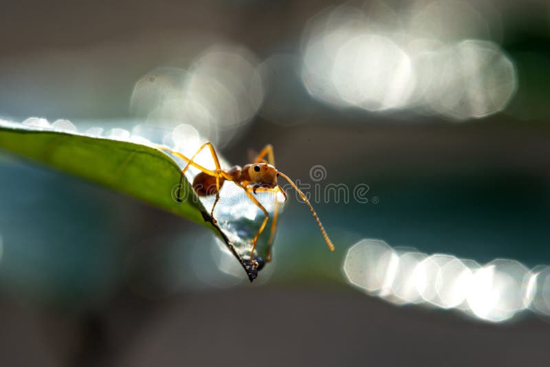 Close-up Red Ant on Leaves and Dew Stock Image - Image of drop ...