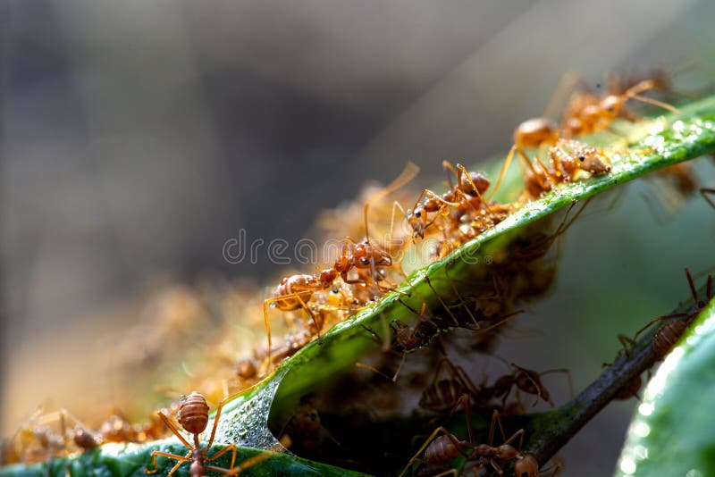 Close-up Red Ant on Leaves and Dew Cold and Nature Concept Stock Photo ...