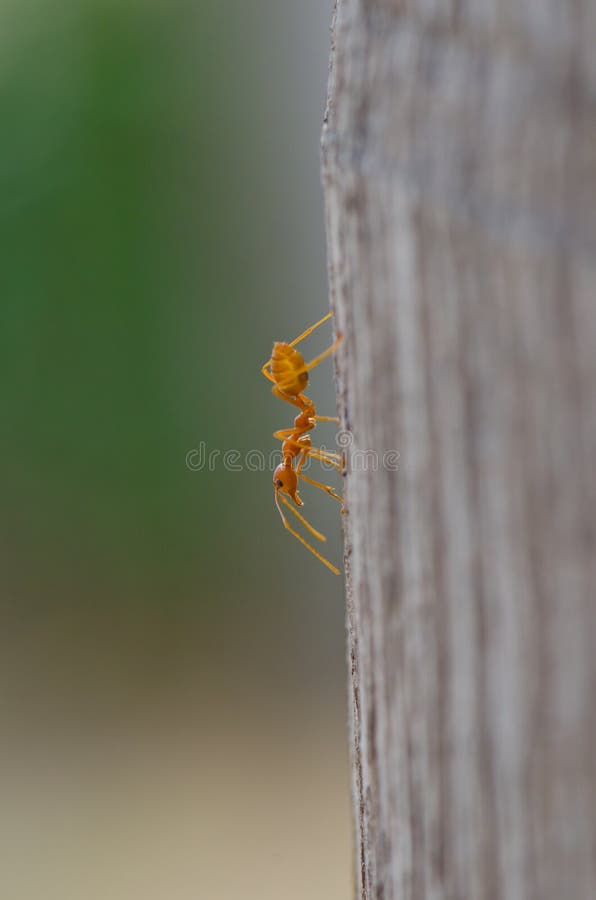 Close Up of Red Ant in Nature Stock Image - Image of ground, sting ...
