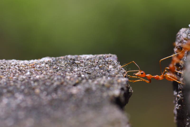 Ant Sisyphus Rolls Stone Uphill on Mountain Stock Image - Image of ...