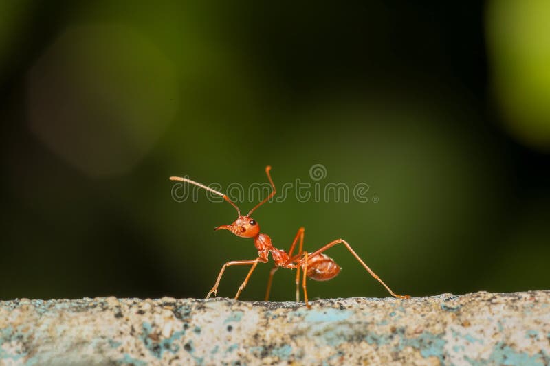 Close Up the Red Ant on Old Wall Stock Photo - Image of leaf, together ...