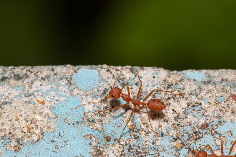 Close Up the Red Ant on Old Wall Stock Image - Image of carrying, macro ...