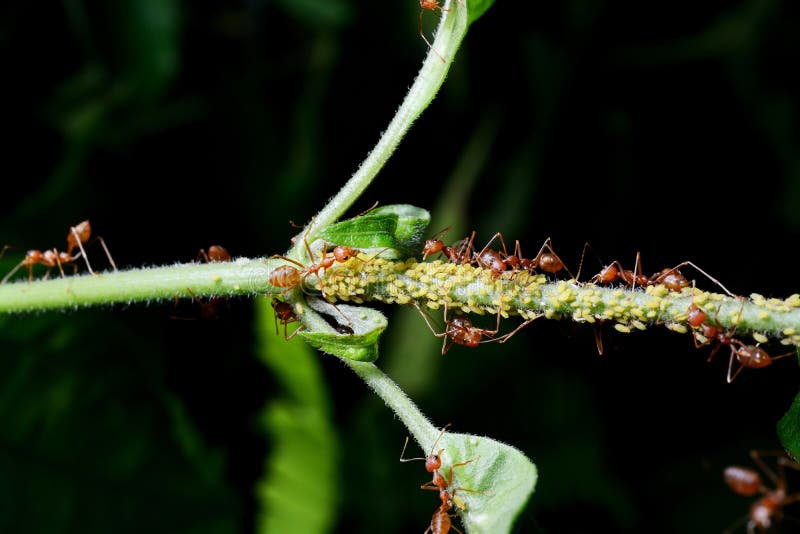 Close Up of Red Ant on Plant Stock Image - Image of friendship ...
